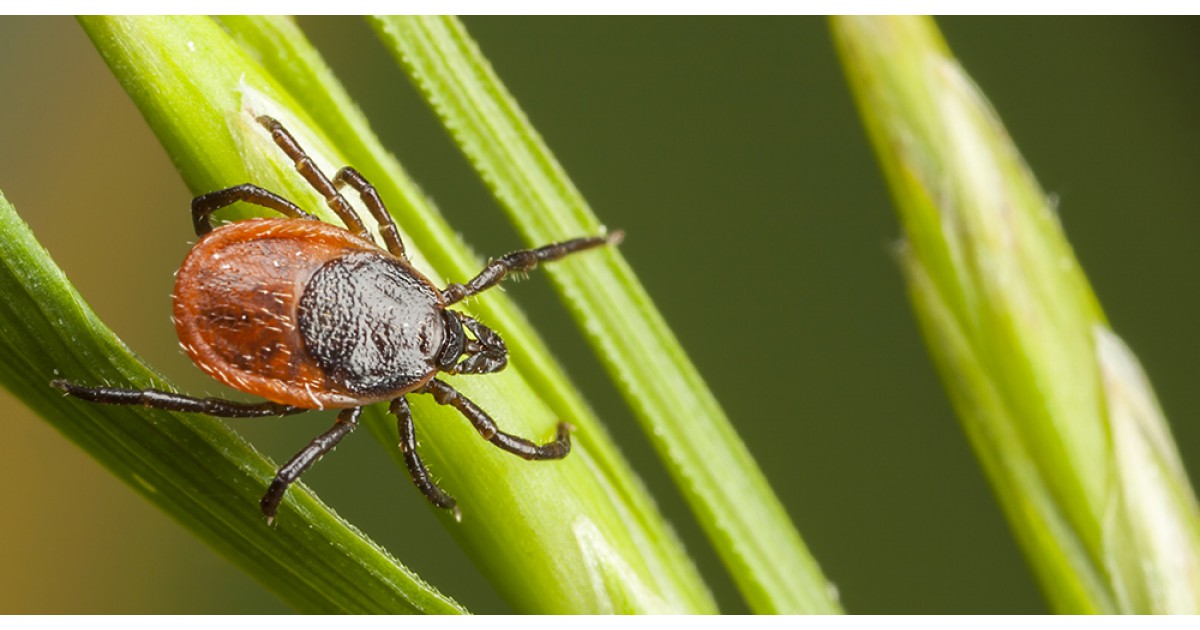 Come Difendersi dalle Zecche - Ebano